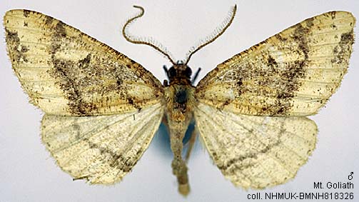 Papua Insects Foundation (Lepidoptera/Geometridae(Ennominae ...
